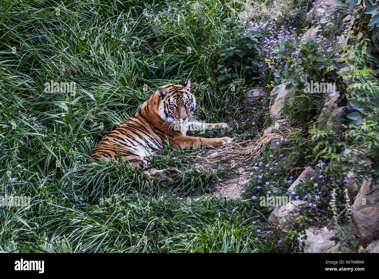 A Bengal tiger (Panthera tigris tigris) in Bloemfontein zoo Stock Photo ...