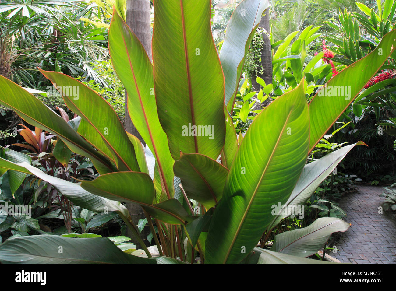 Thailand, Bangkok, Jim Thompson House, garden Stock Photo - Alamy