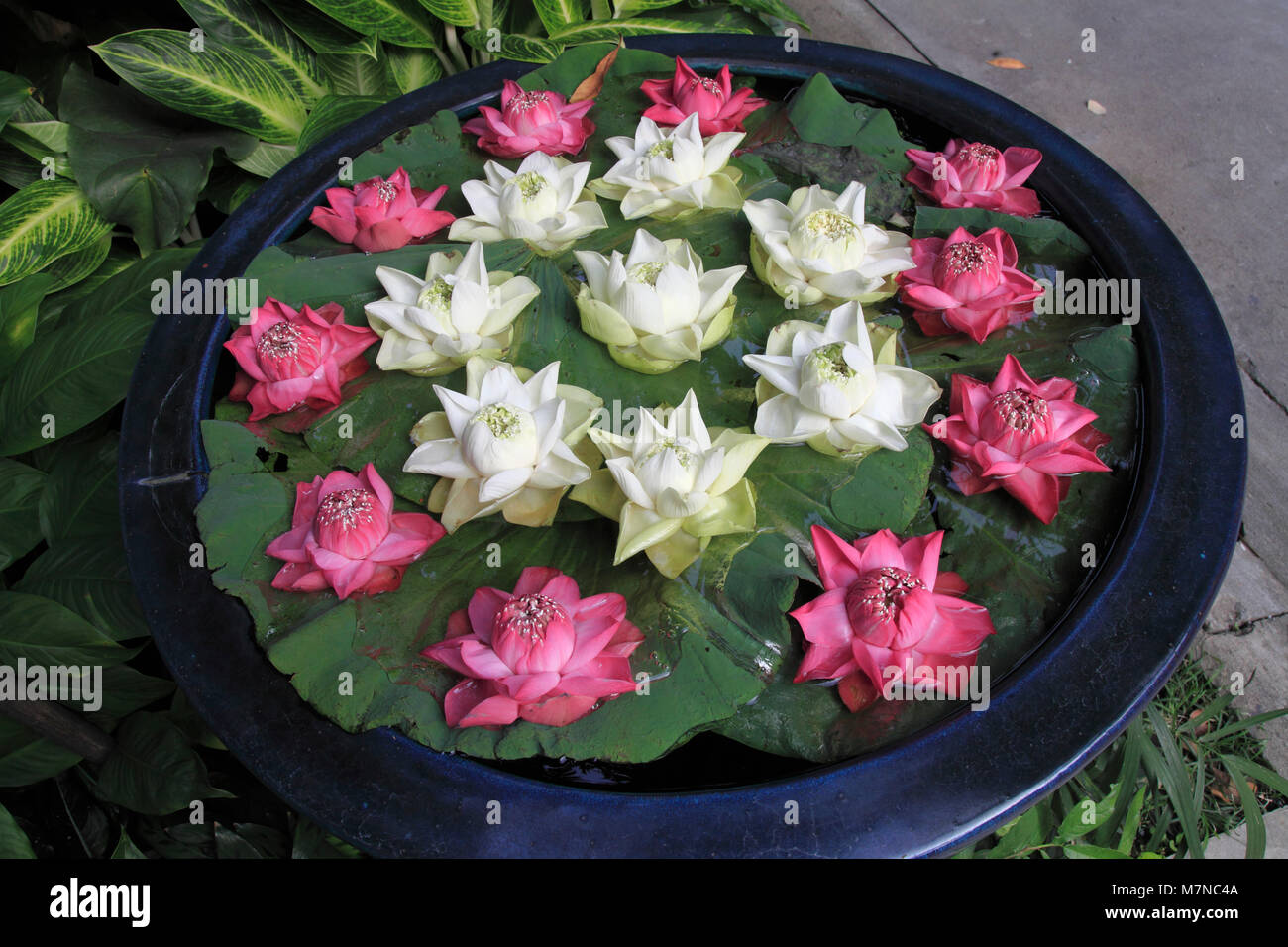 Thailand, Bangkok, Jim Thompson House, lotus pond Stock Photo - Alamy