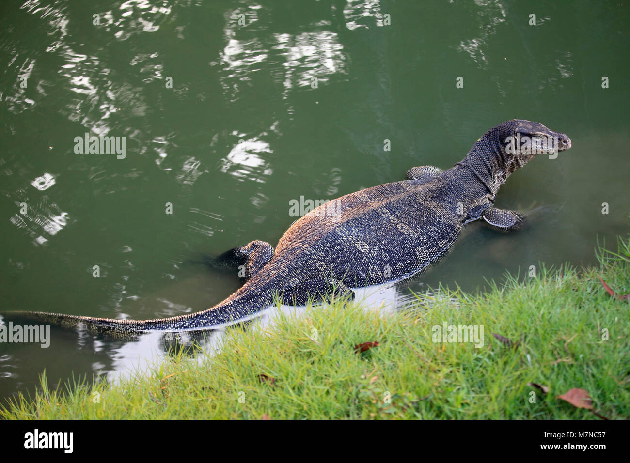 Thailand, Bangkok, Lumphini Park, water monitor lizard, varanus ...