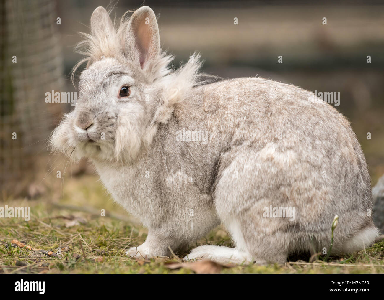 A white dwarf rabbit (lions head) sitting in the grass Stock Photo - Alamy