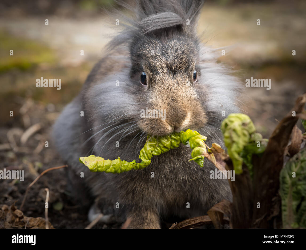 A portrait of a white dwarf rabbit eating a leaf Stock Photo - Alamy