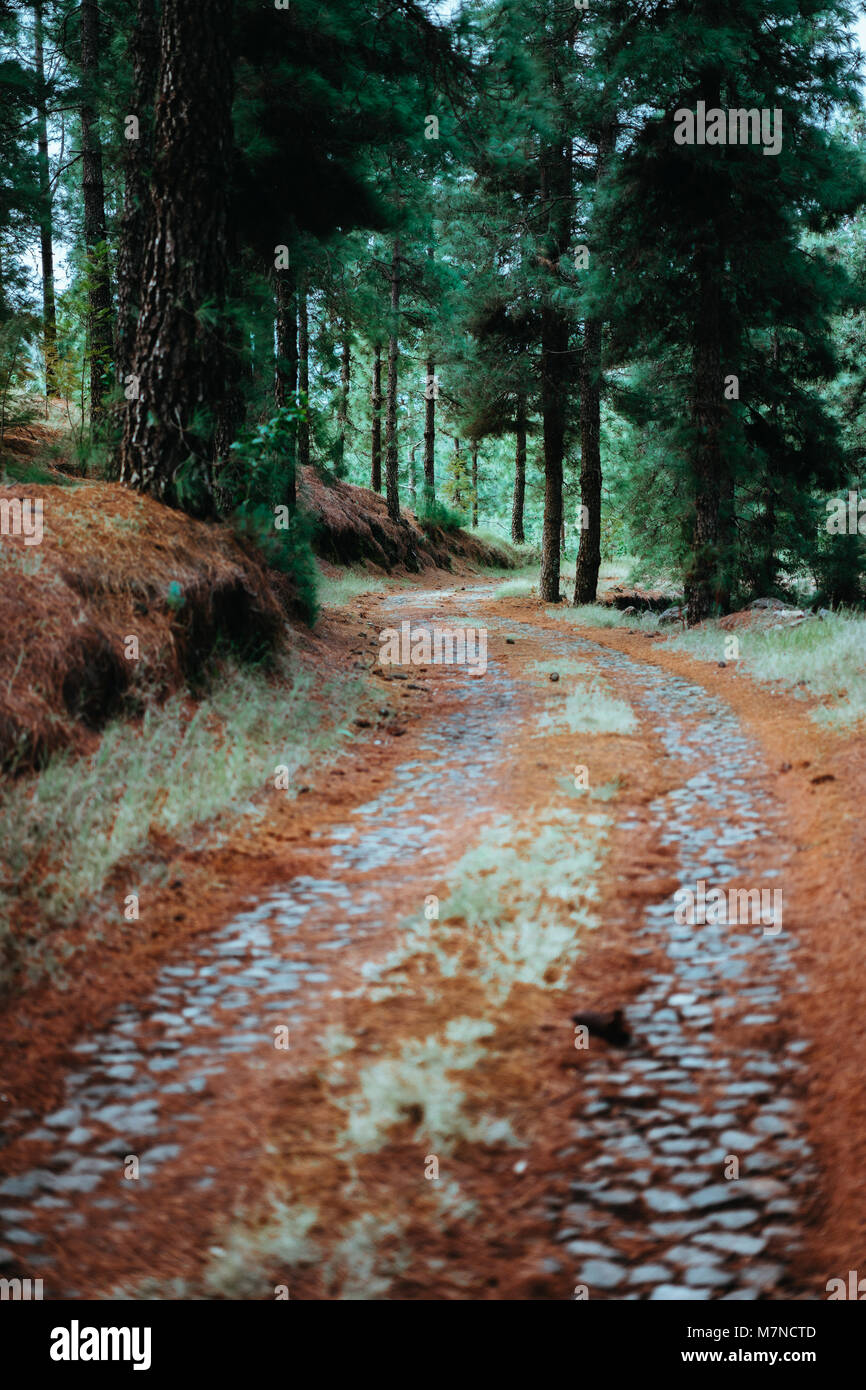Old winding cobbledpath leading through an evergreen coniferous forest ...