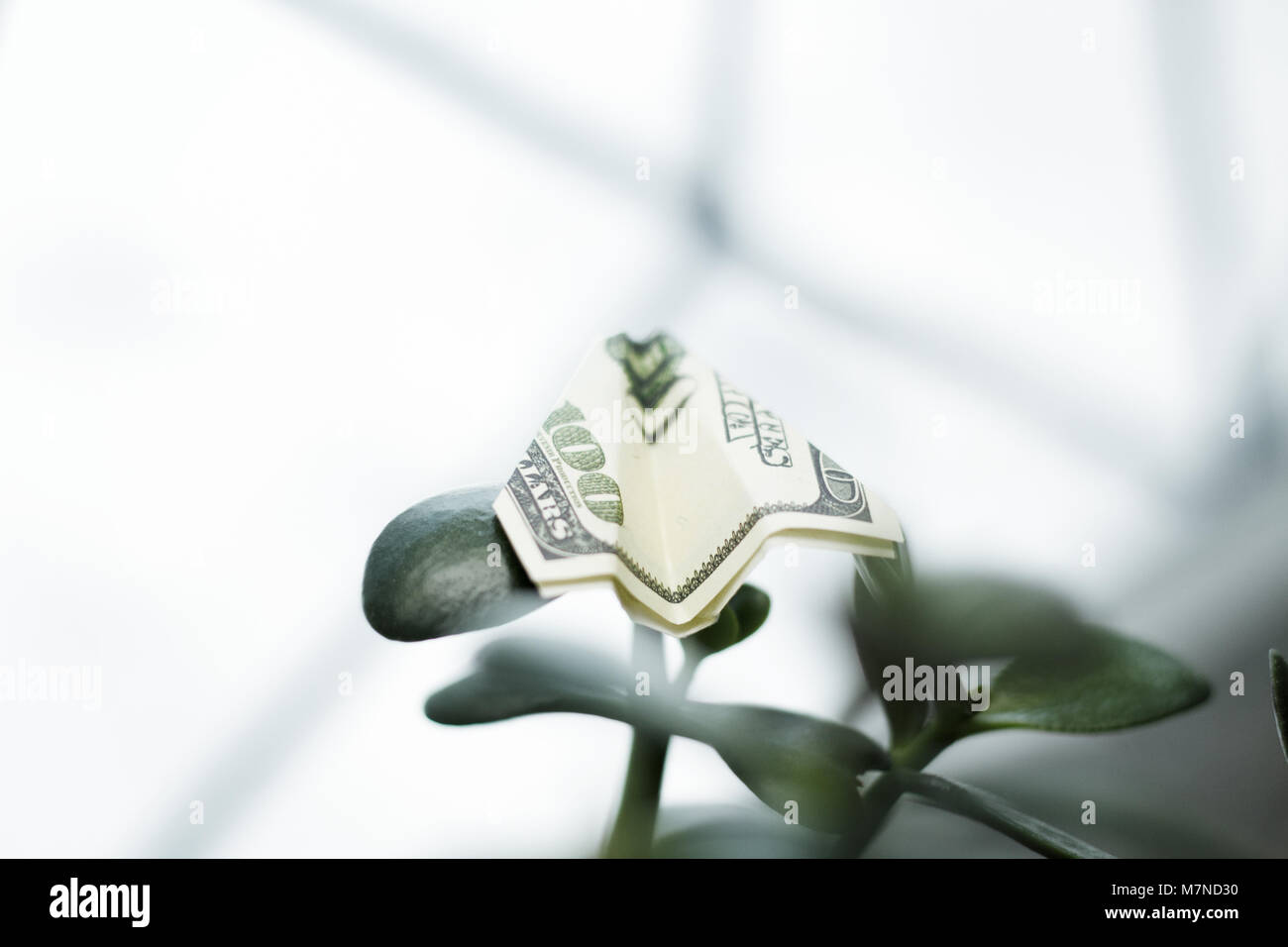 airplane from banknote dollar preparing to take off from green tree ...