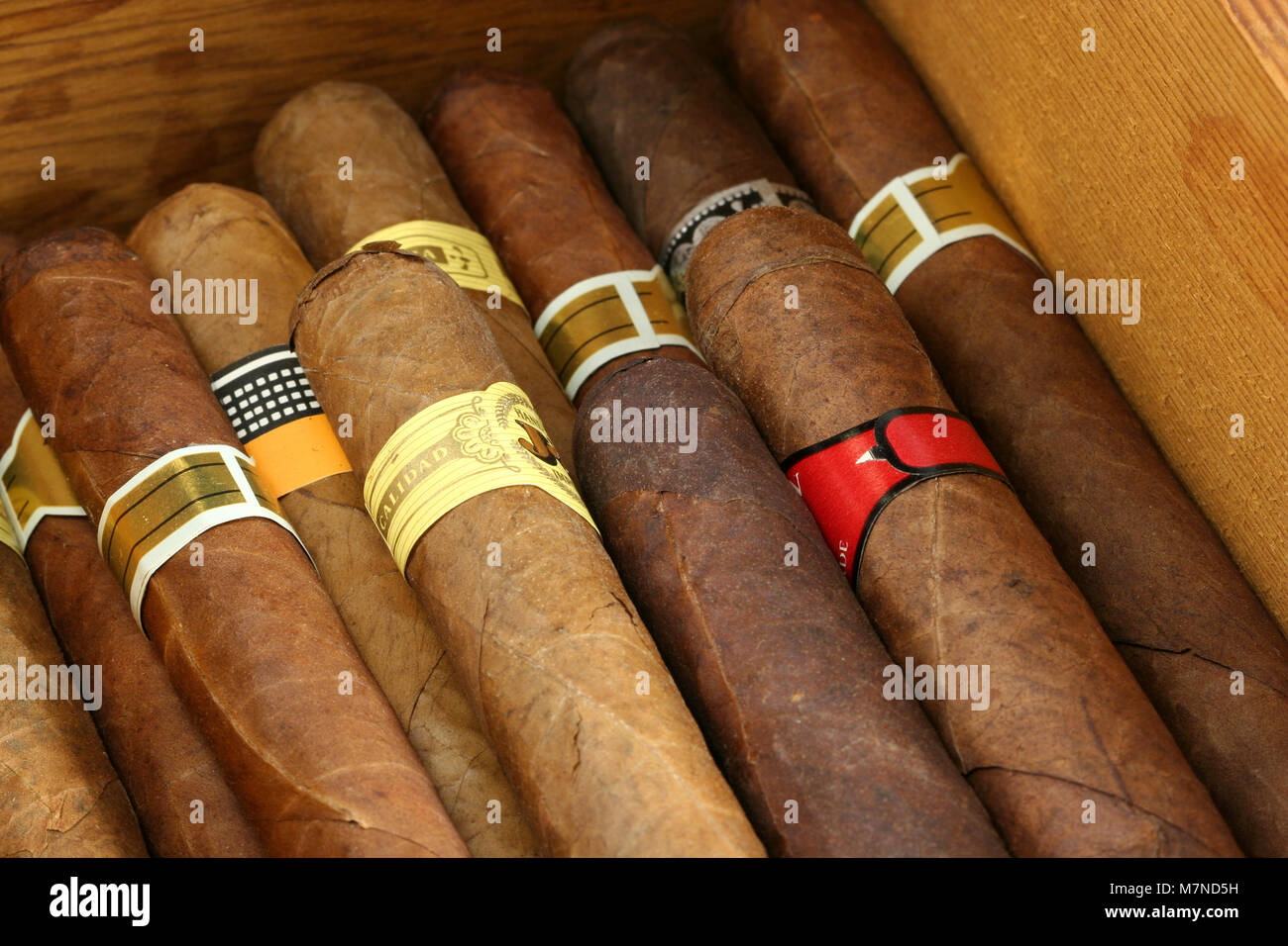 Cigars in a humidor close up Stock Photo - Alamy