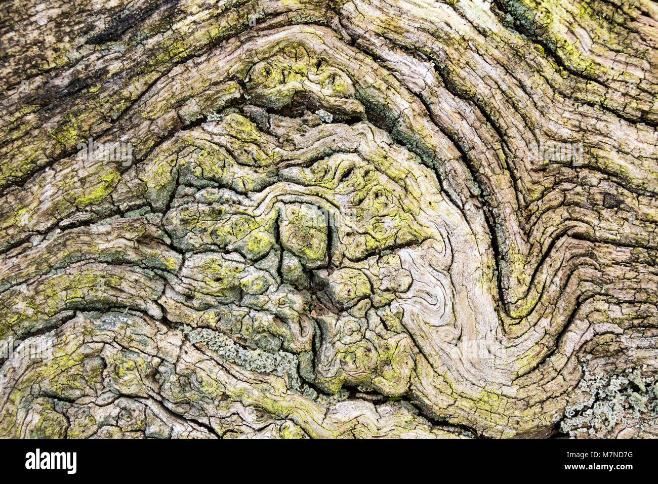 ‘Top of the Hill’, Wooden Bench Grain Detail. North Devon, England ...