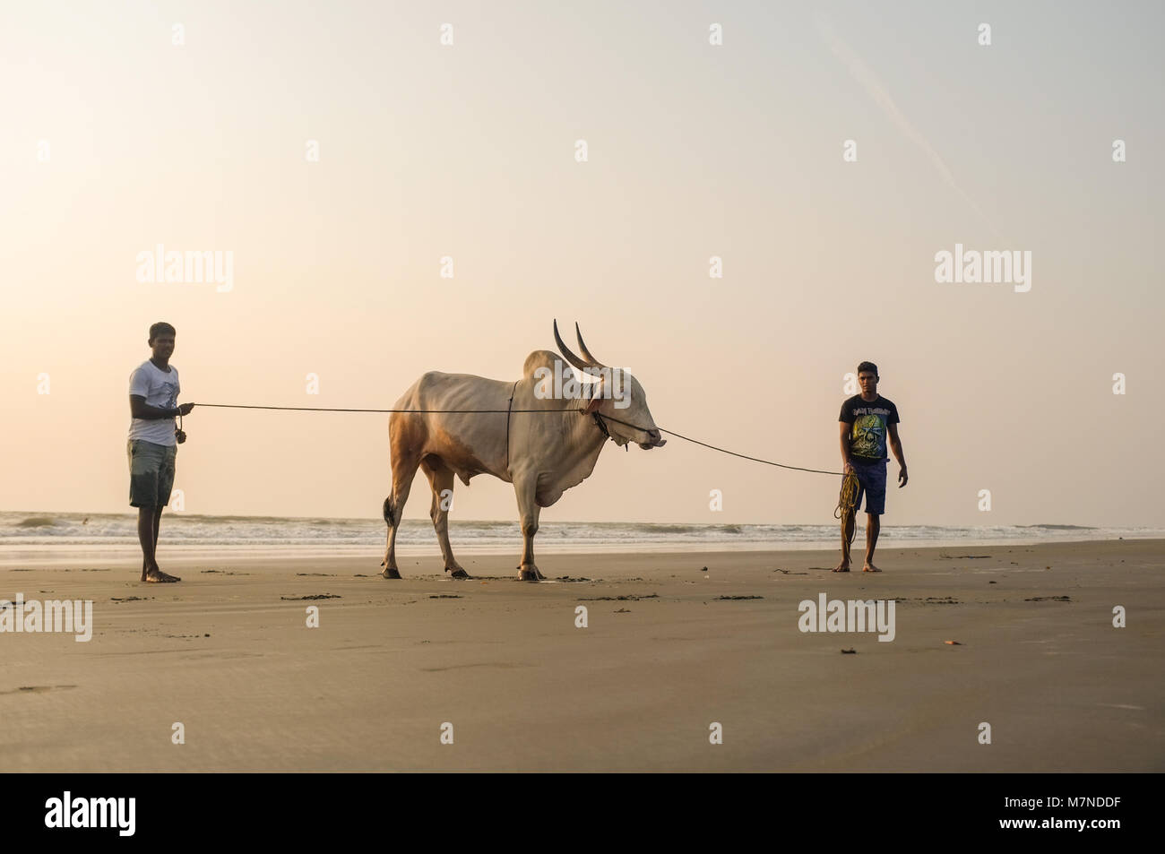 GOA, INDIA - JANUARY 23, 2015: Two men holding cow on beach at sunset ...
