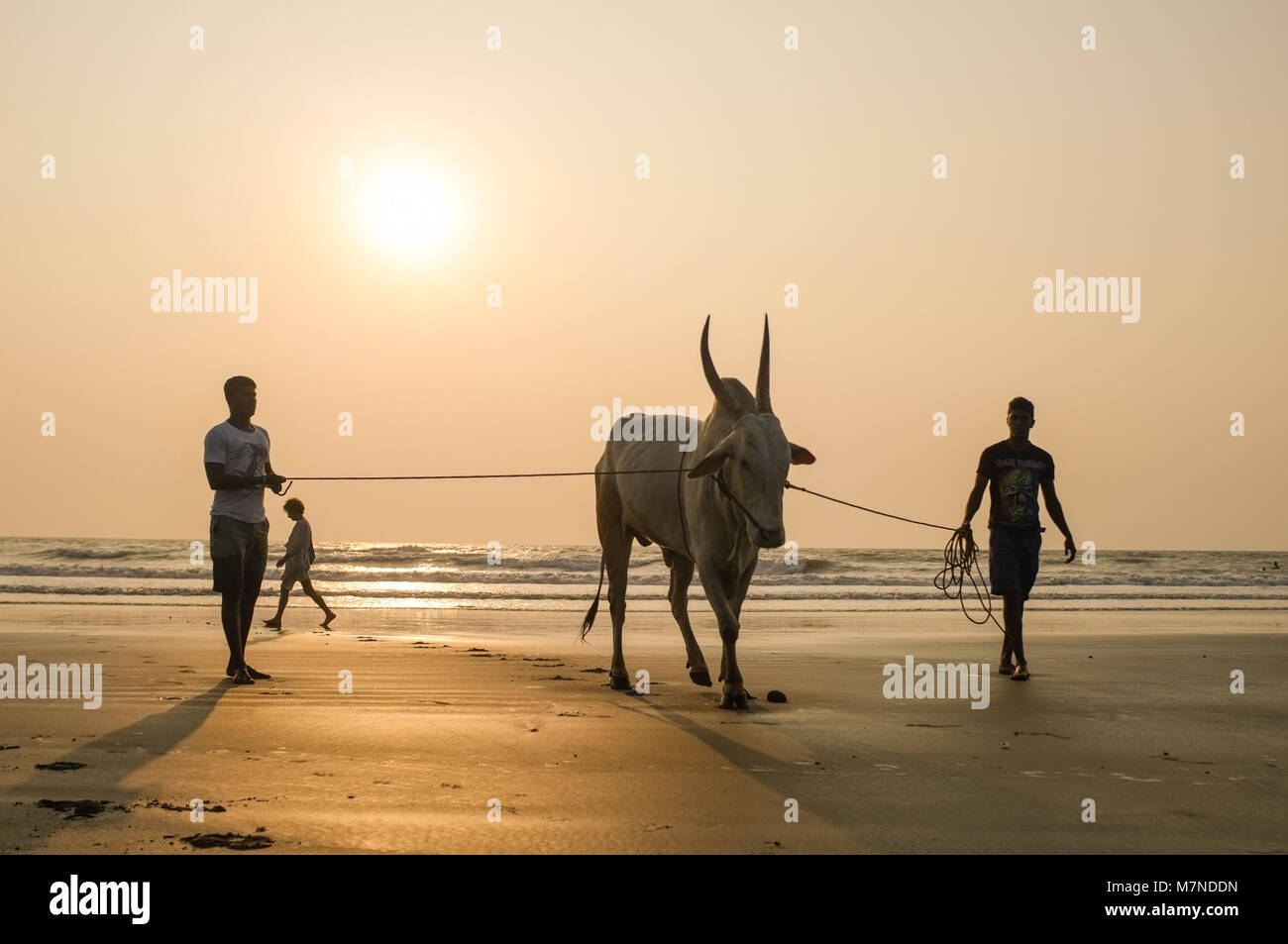 GOA, INDIA - JANUARY 23, 2015: Two men walking with cow on beach at ...