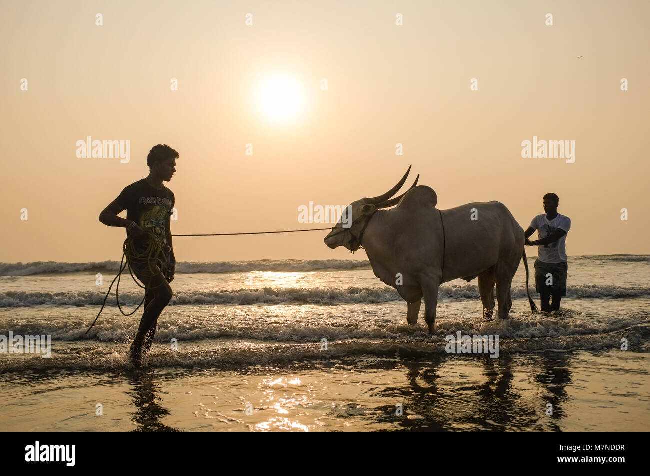 Stubborn animal pulling hi-res stock photography and images - Alamy