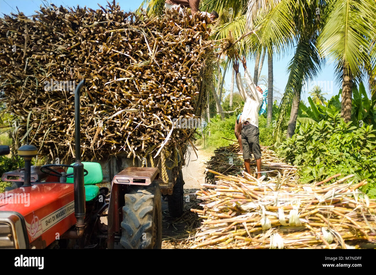 Cutting and loading sugarcane hi-res stock photography and images - Alamy