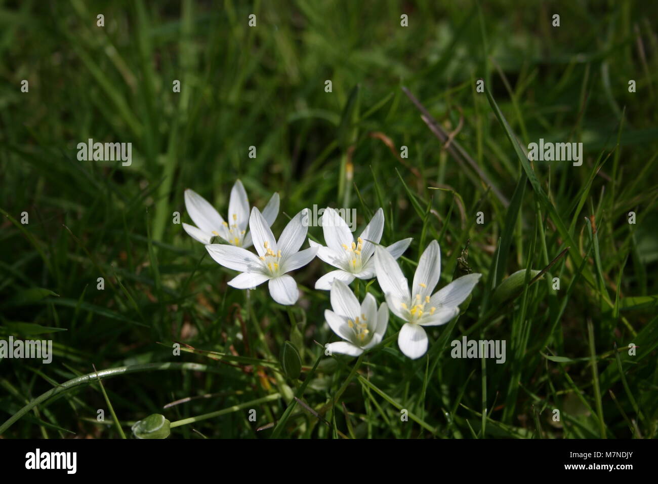 White wild crocus Stock Photo - Alamy