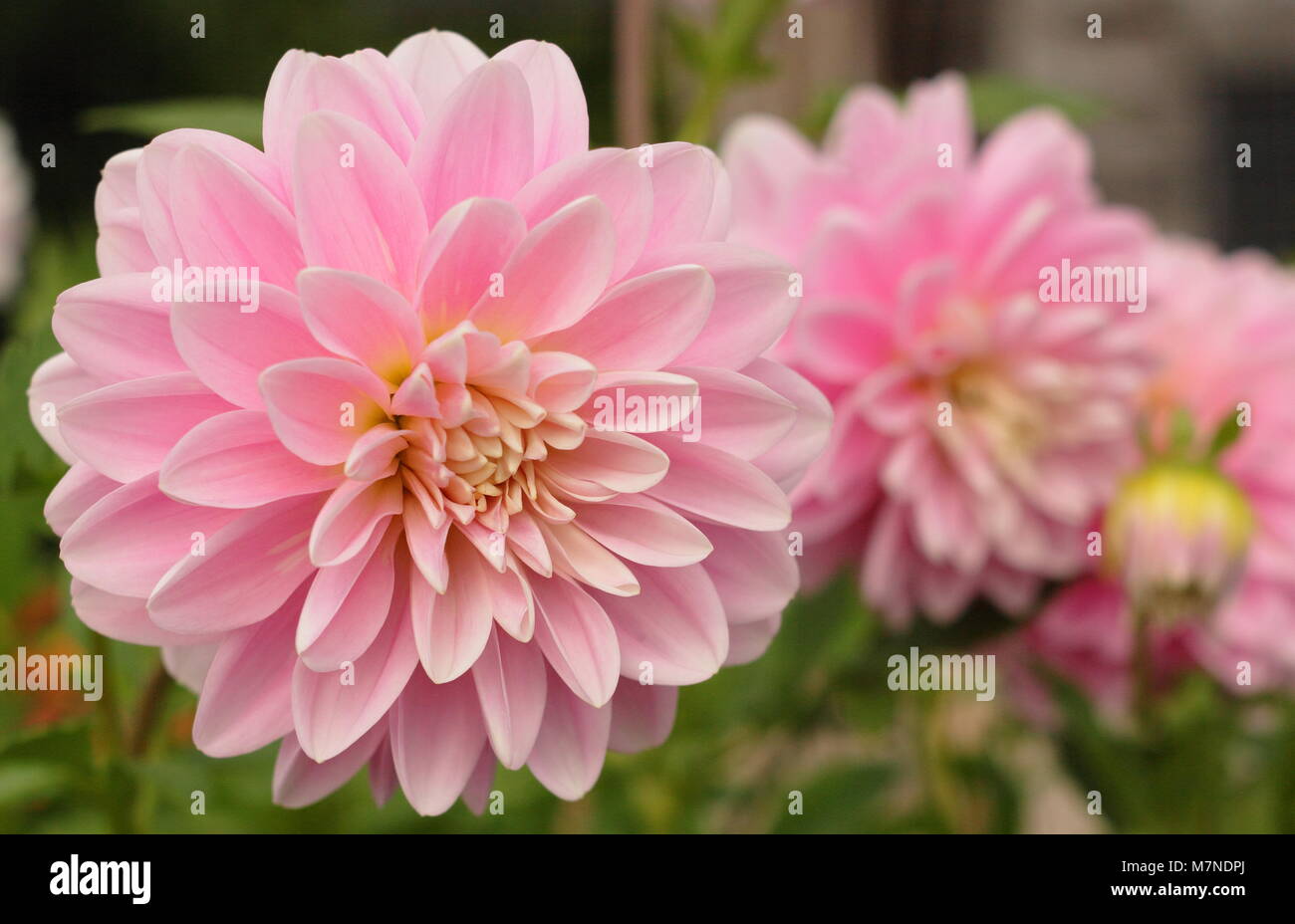 Dahlia 'Bracken Ballerina', a waterlily dahlia, in flower in an English ...