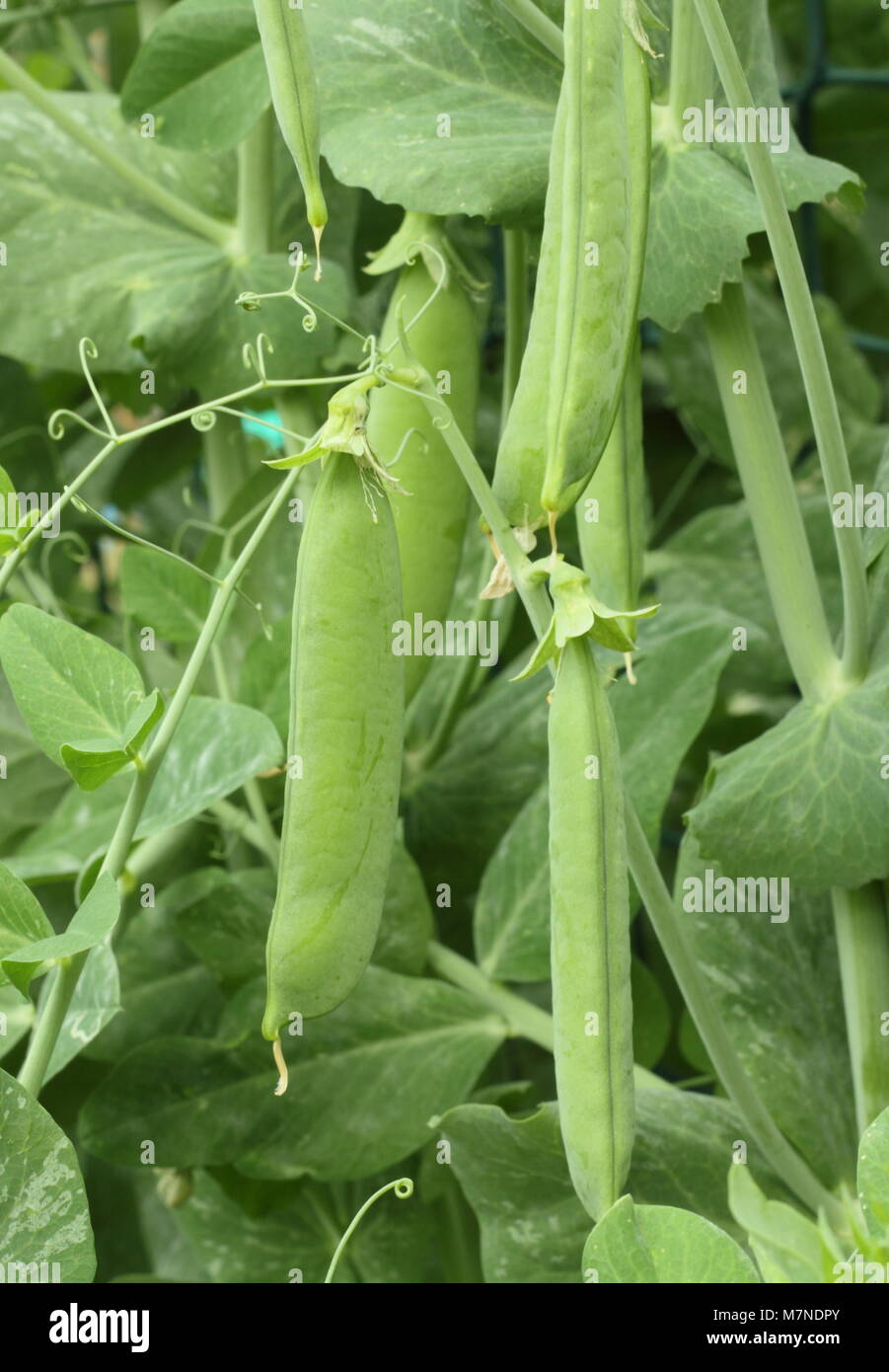 Pisum sativum hi-res stock photography and images - Alamy