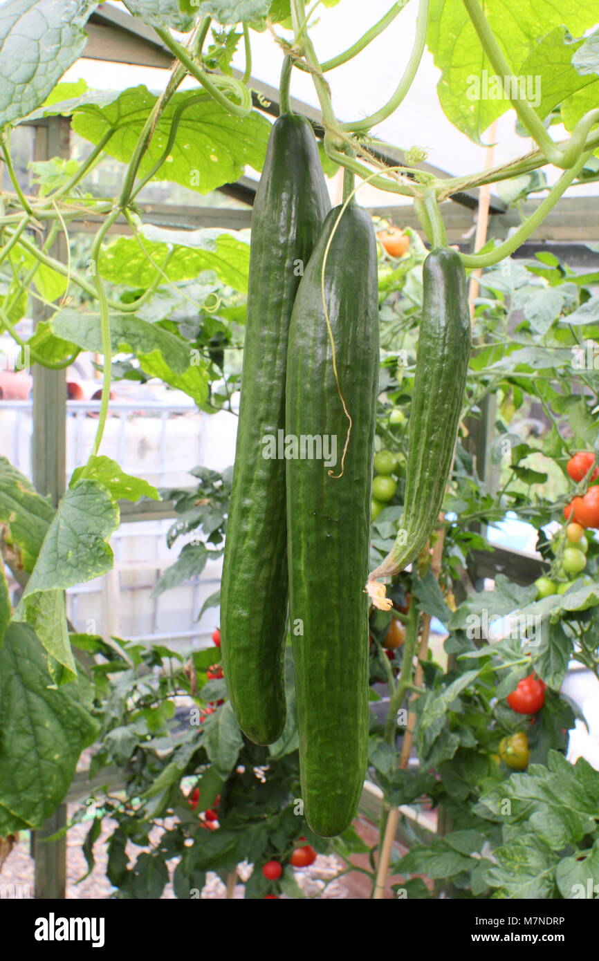 Mature cucumbers (cucumis sativus), 'Carmen', an all female variety ...