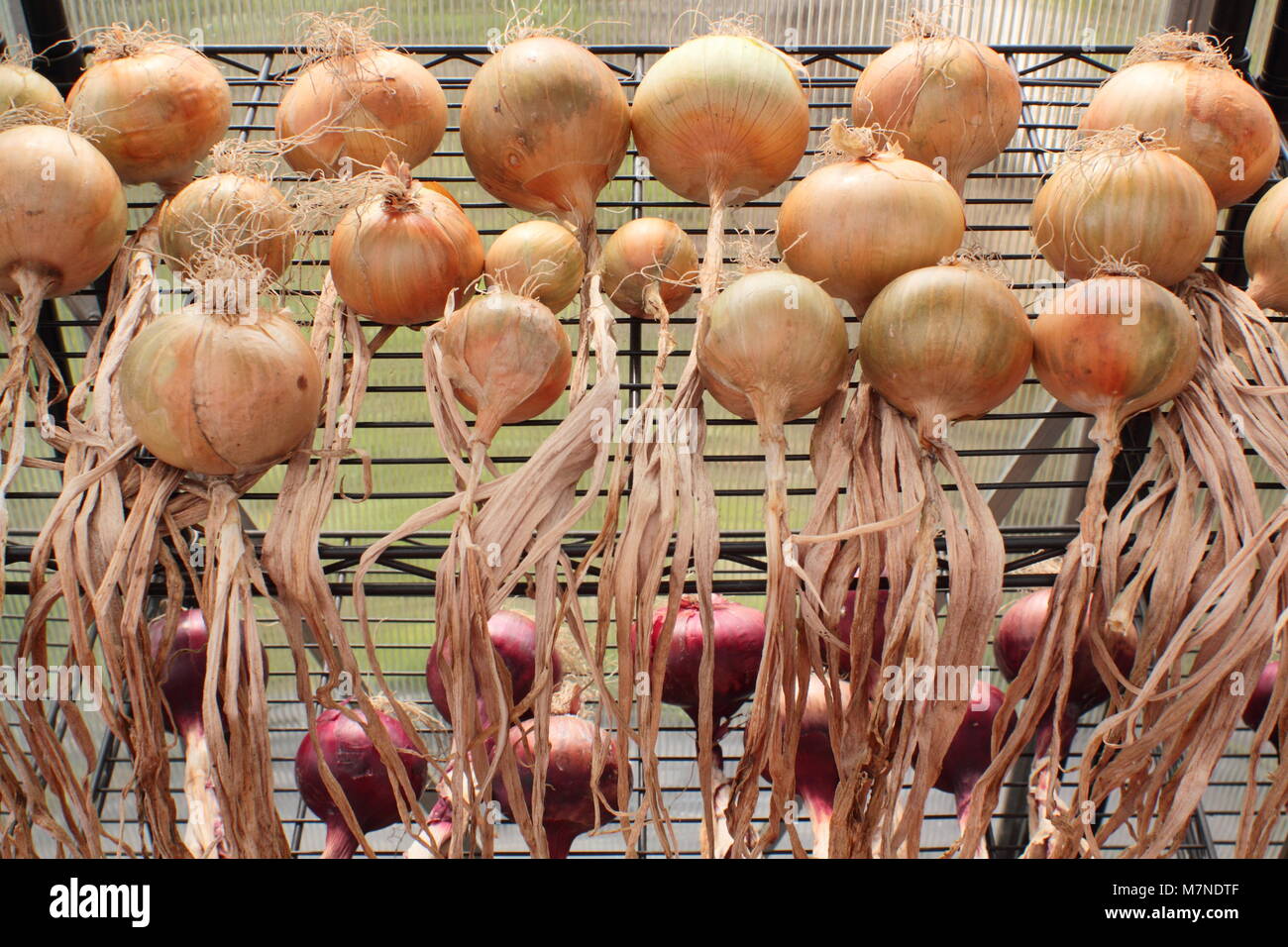 Freshly harvested onions are dried (cured) on a rack for ventilation in ...