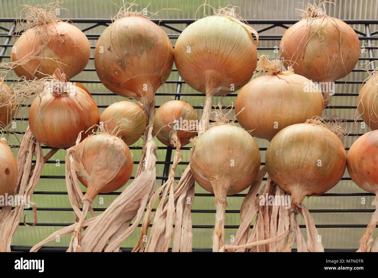 Home grown onions hi-res stock photography and images - Alamy