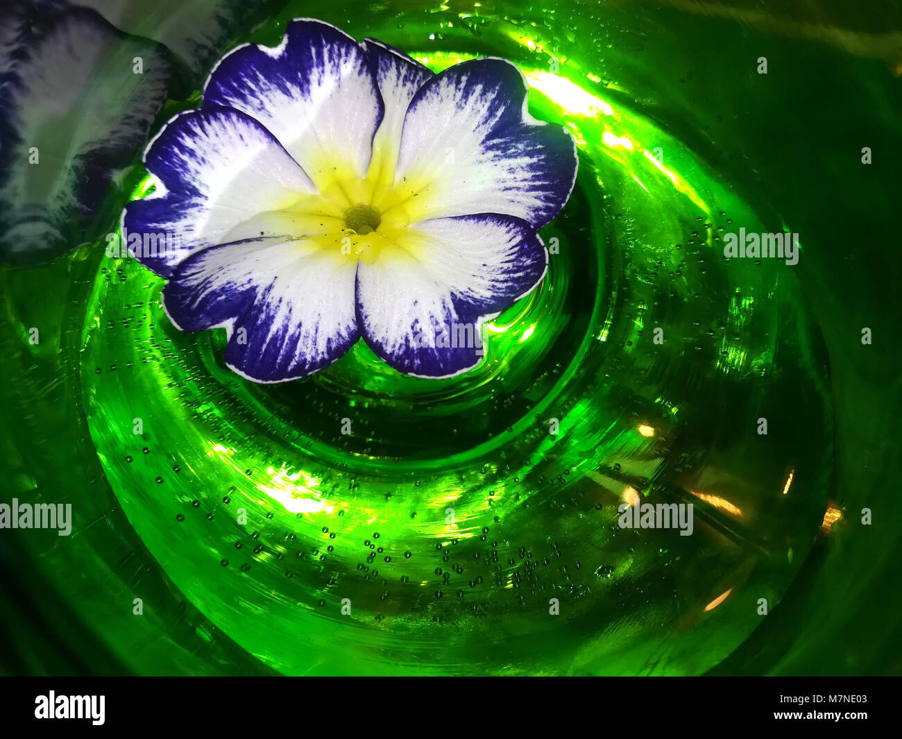 Colorful flowers in glass beaker Stock Photo - Alamy