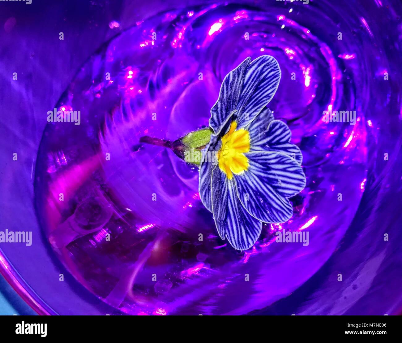 Colorful flowers in glass beaker Stock Photo - Alamy