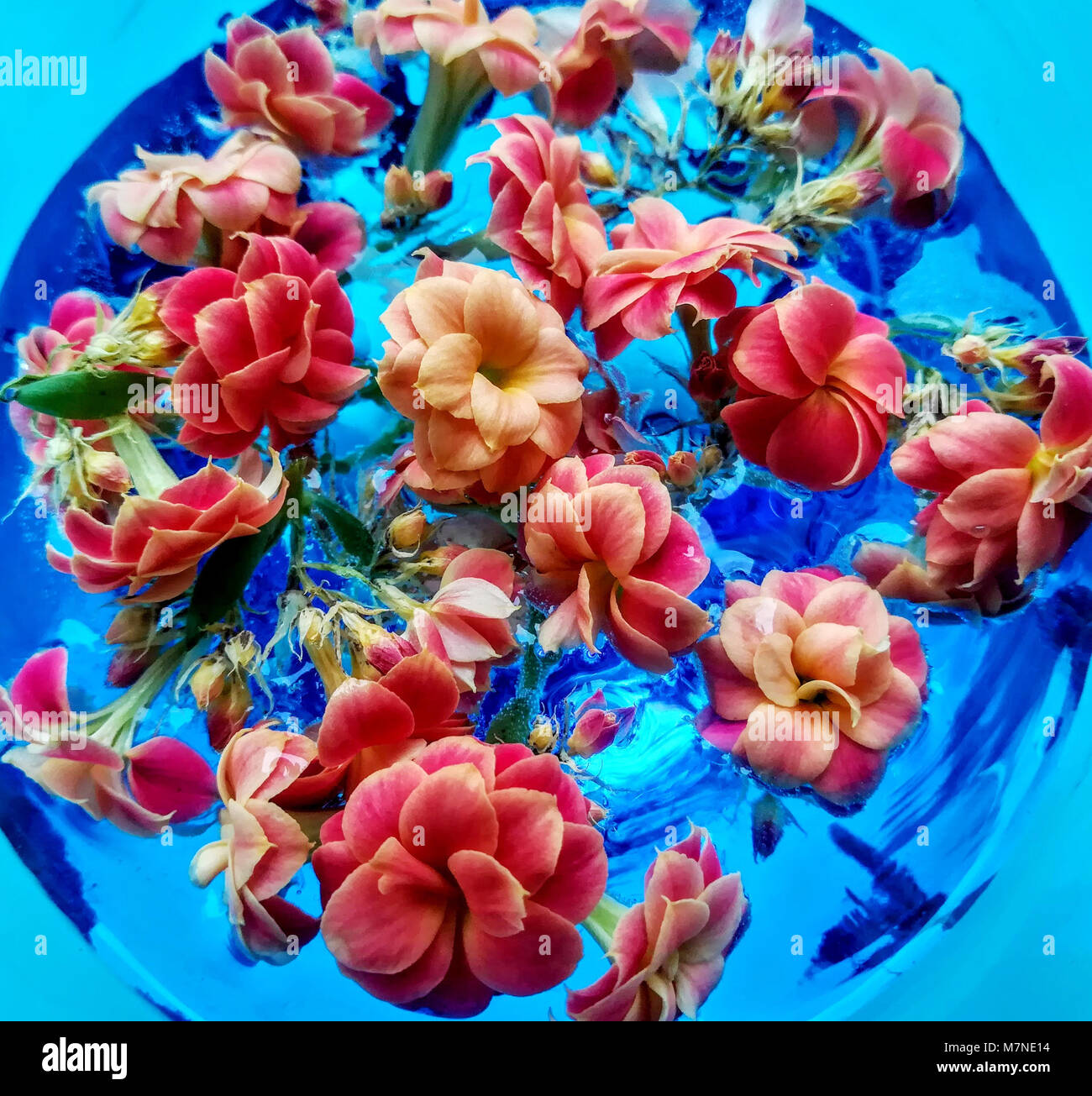 Colorful flowers in glass beaker Stock Photo - Alamy