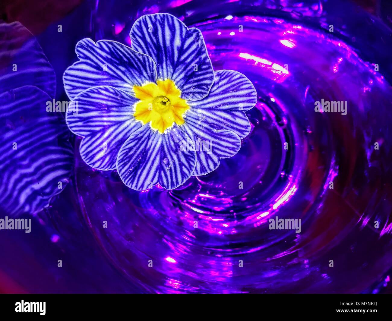 Colorful flowers in glass beaker Stock Photo - Alamy