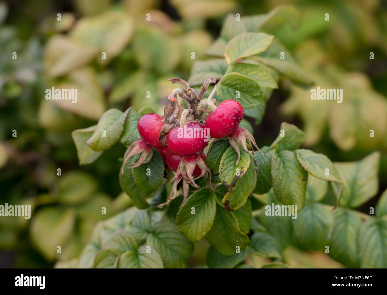 Grow rose hips hi-res stock photography and images - Alamy