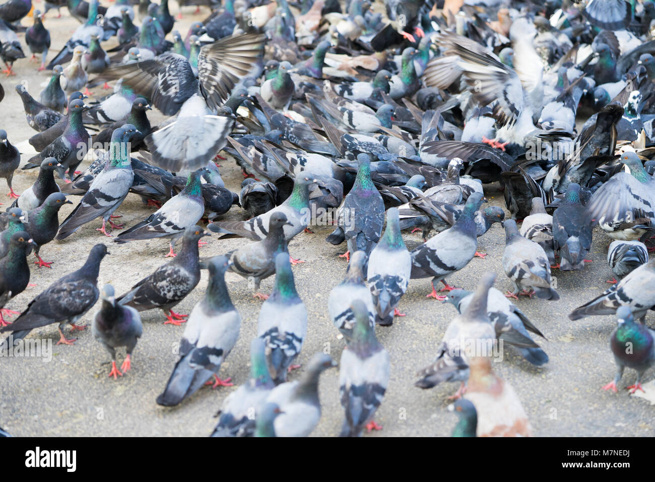 A Group of Pigeons Stock Photo - Alamy