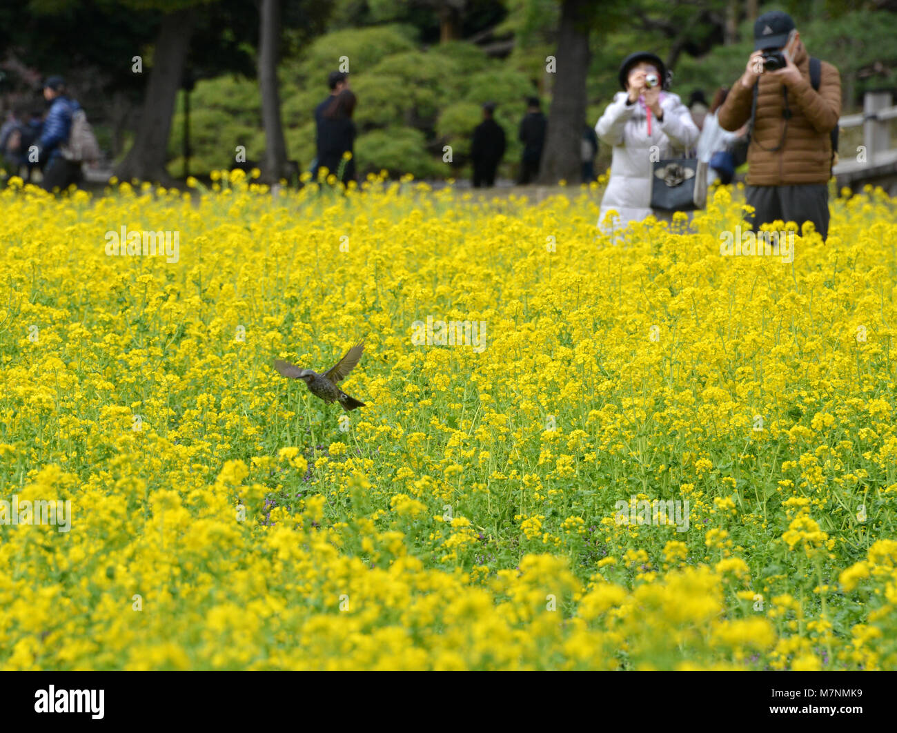 Tokyo, Japan. 10th Mar, 2018. A bird flies over yellow rape field at ...