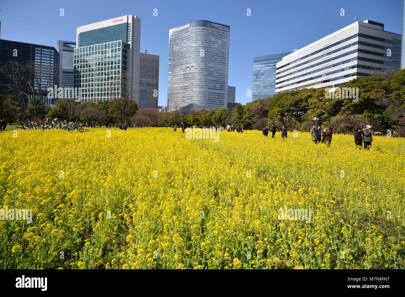 Tokyo, Japan. 10th Mar, 2018. Visitors walk around yellow rape field at ...