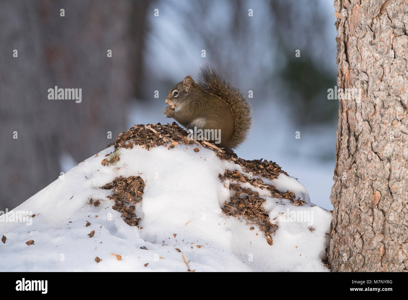 Red squirrel midden hi-res stock photography and images - Alamy