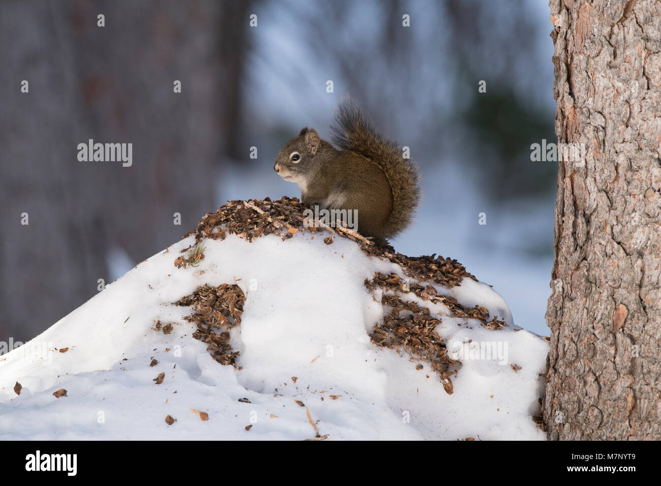 Red squirrel cache hi-res stock photography and images - Alamy