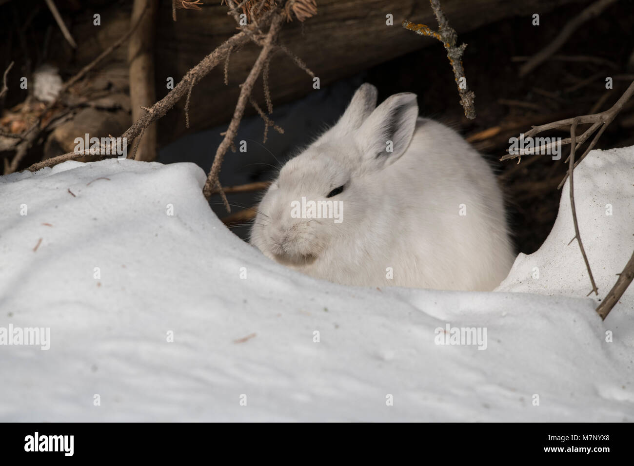 Snowshoe hare in winter Stock Photo - Alamy