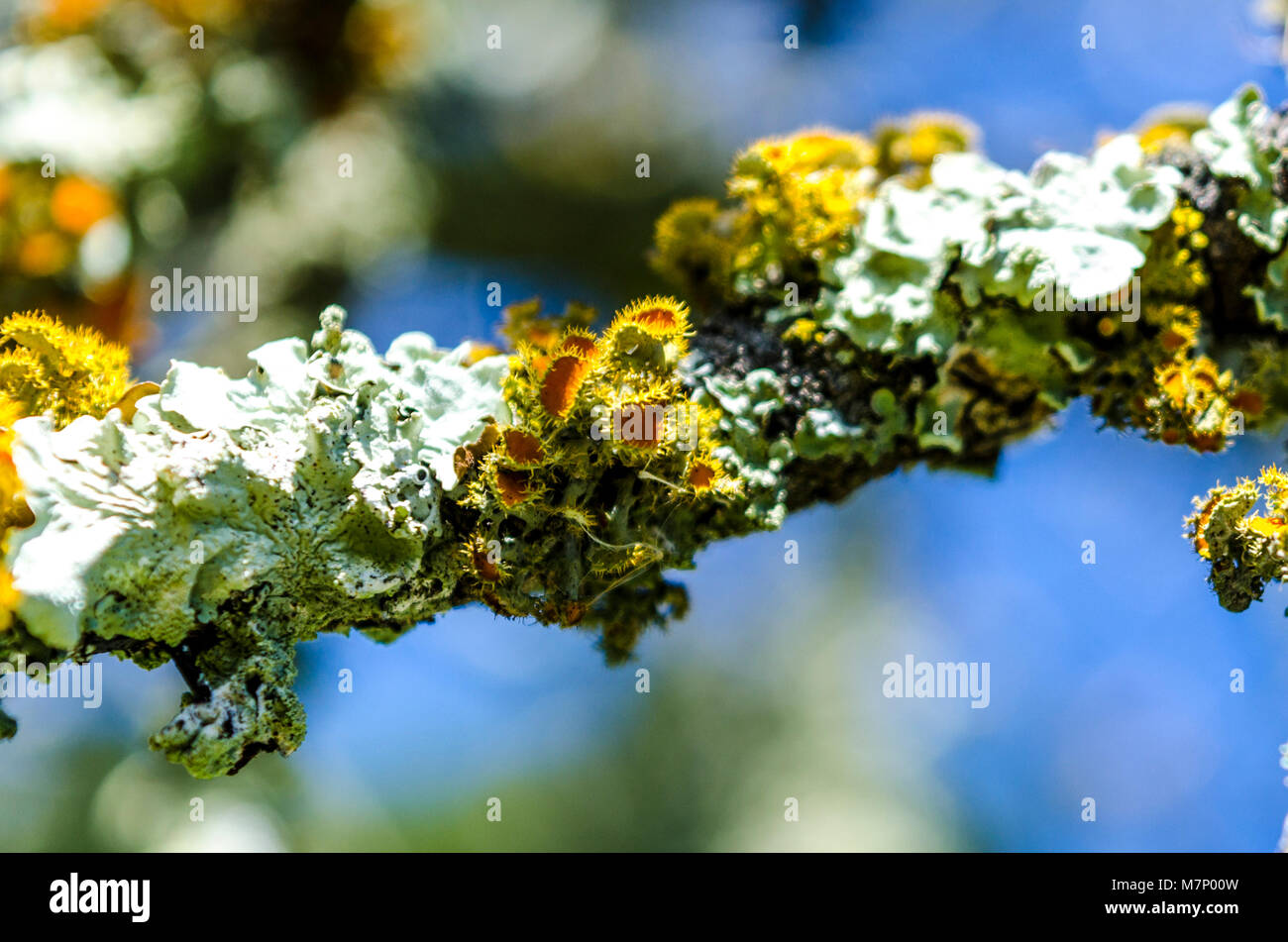 Multi colored lichen on a tree branch at the Las Trampas Regional ...
