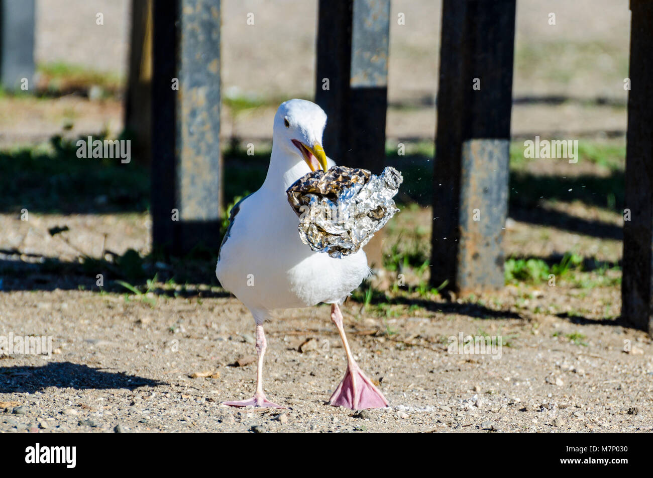 Barbara seagull hi-res stock photography and images - Alamy