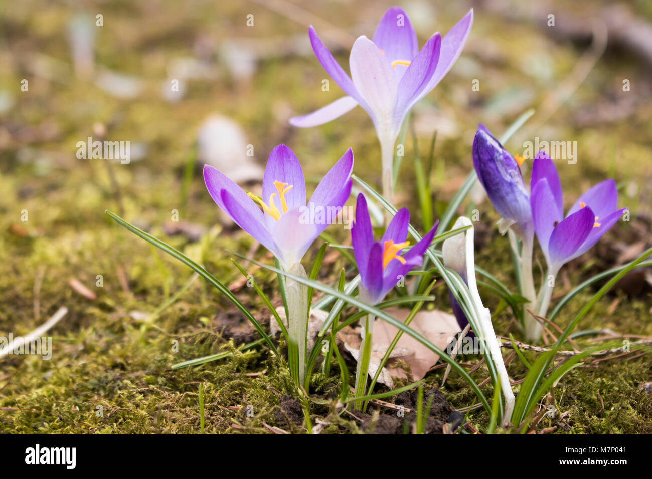 Colorful crocus in the spring of march Stock Photo - Alamy