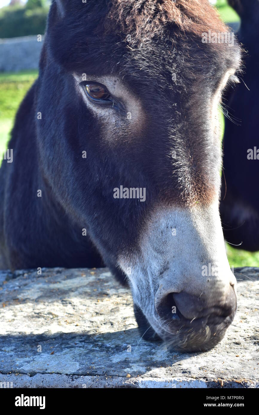 Front detail of donkey face with dark brown hair and white area around ...