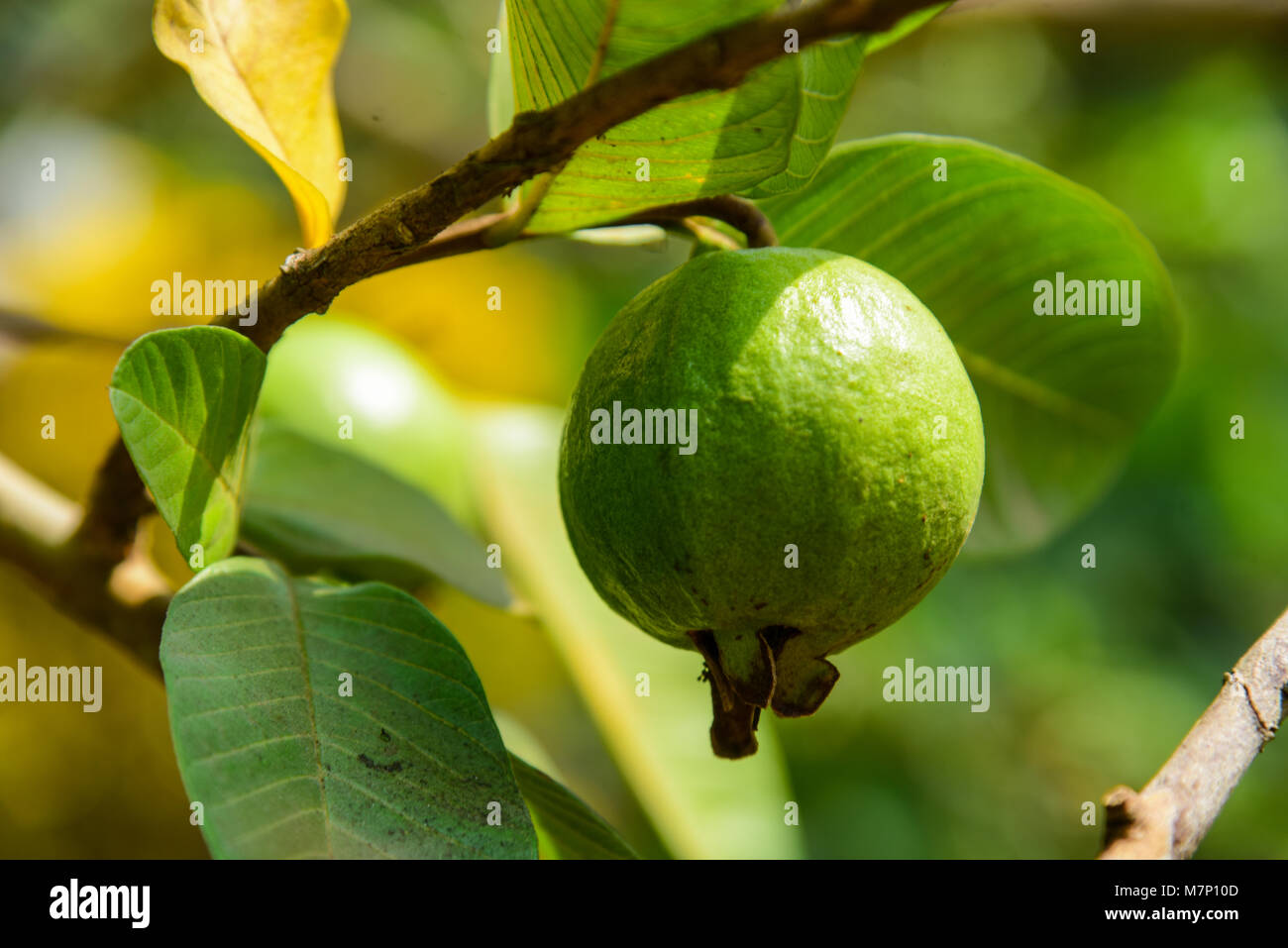 Indian homely fruits hi-res stock photography and images - Alamy