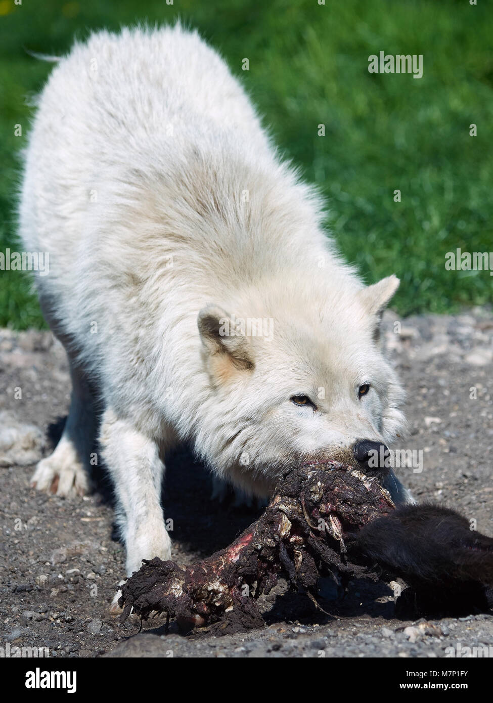 Arctic wolf eating hi-res stock photography and images - Alamy