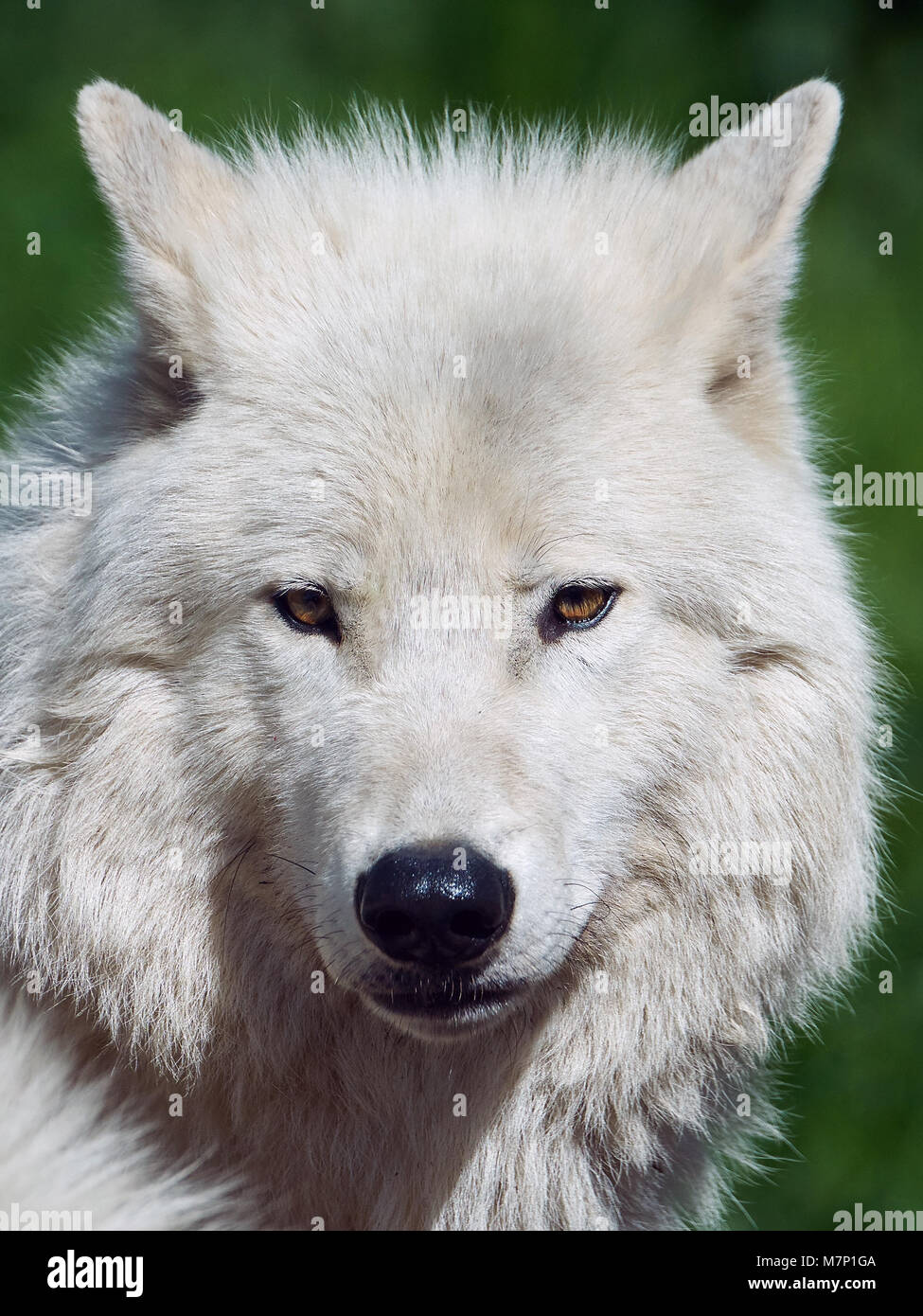 Wolve pack hi-res stock photography and images - Alamy