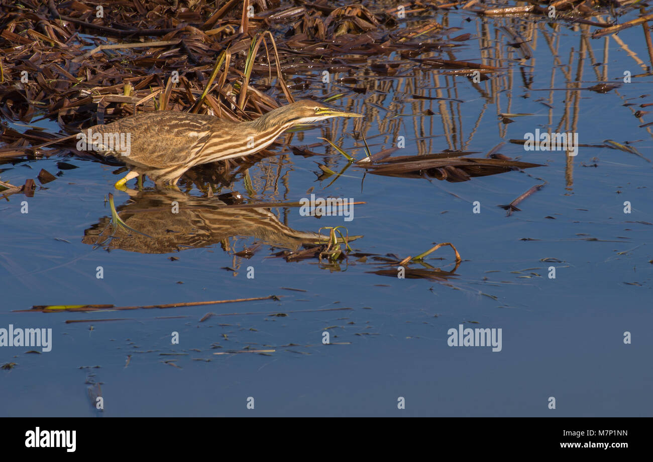 American Bittern (Botaurus lentinginosus) wading in a reed filled marsh ...