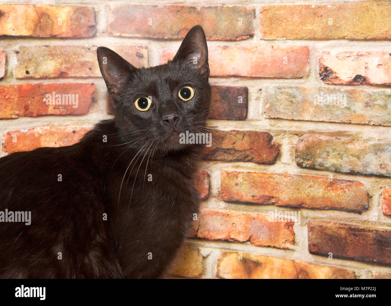 Portrait of a wide eyed black cat standing in front of a brick wall ...