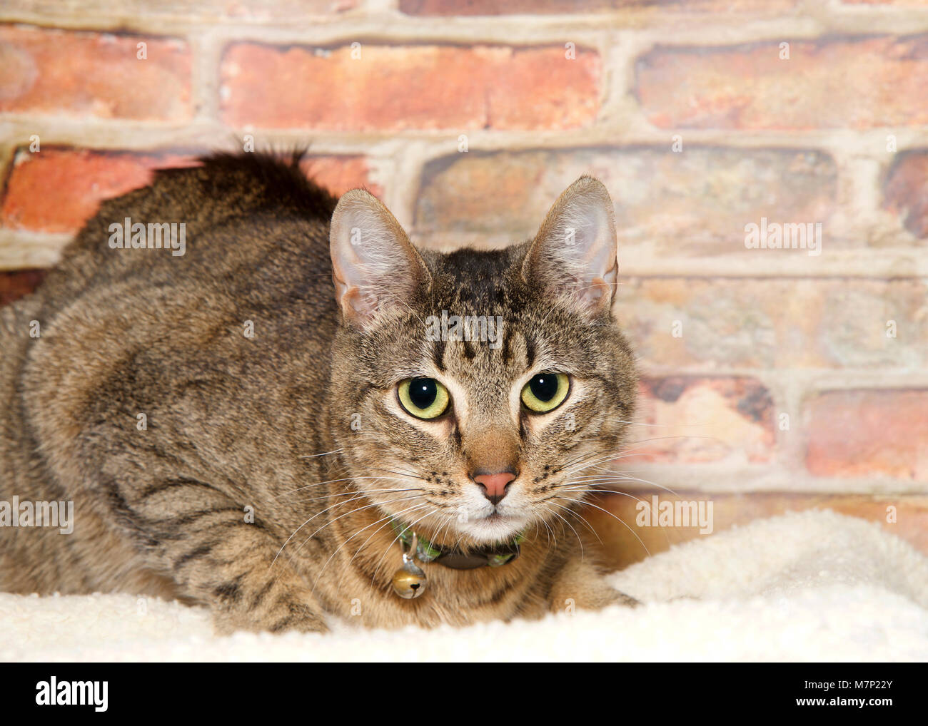 Tabby cat crouched down on blanket in front of a brick wall looking ...