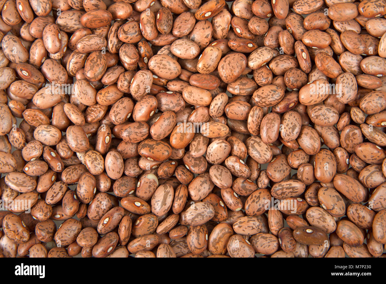 Pinto pattern hi-res stock photography and images - Alamy