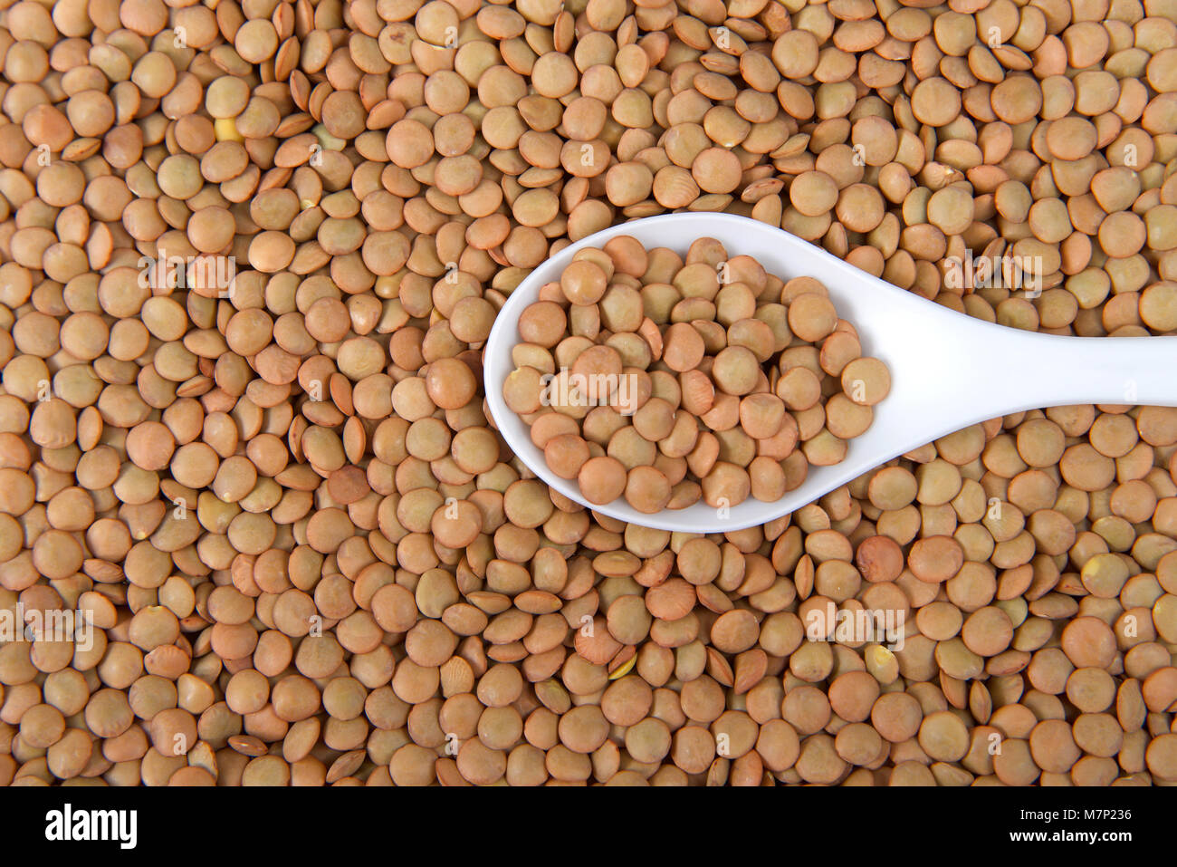 Flat view from above Lentil beans on a white spoon scooping into a pile ...