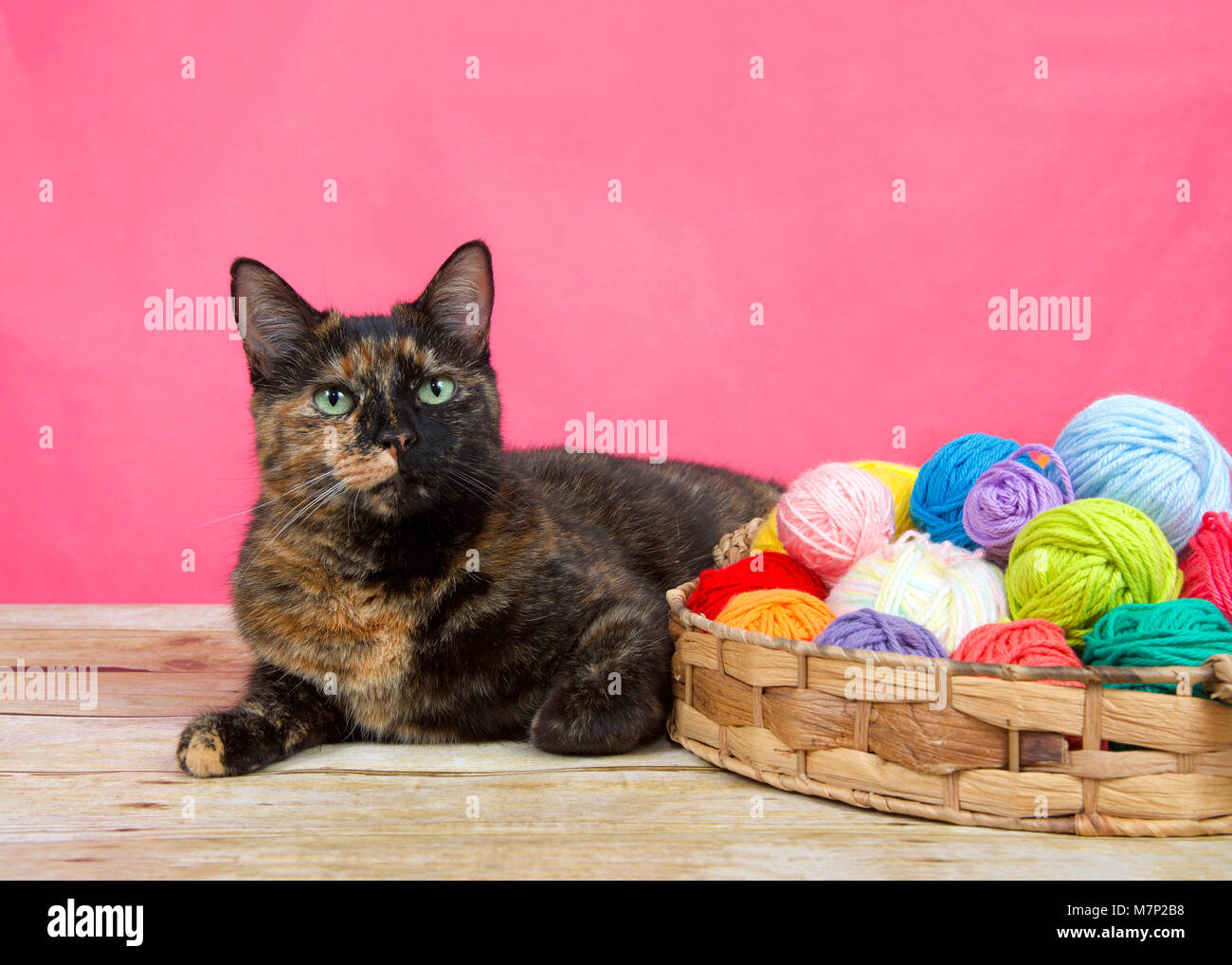 tortoiseshell tortie tabby cat laying on a wood surface, bright pink ...