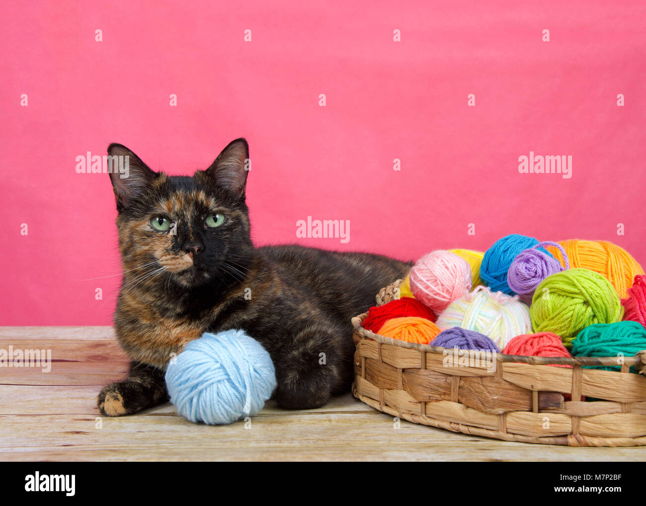 tortoiseshell tortie tabby cat laying on a wood surface, bright pink ...
