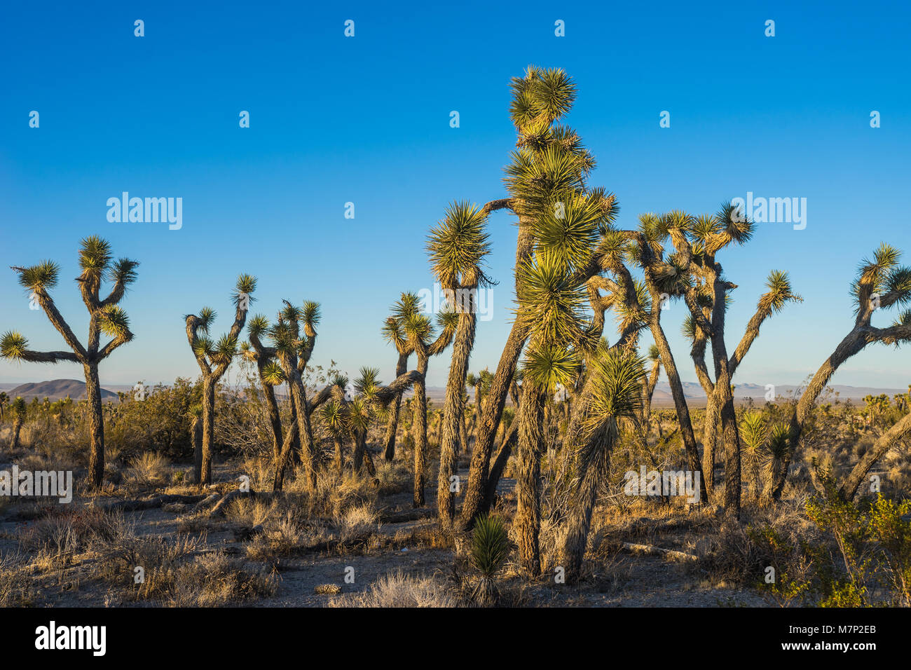 Standing Joshua trees in the sand desert of southwest California near ...