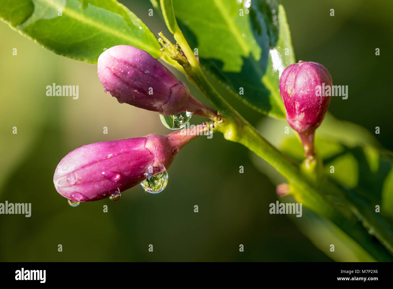citrus tree, closeup citrus sprout hanging from the branches Stock ...