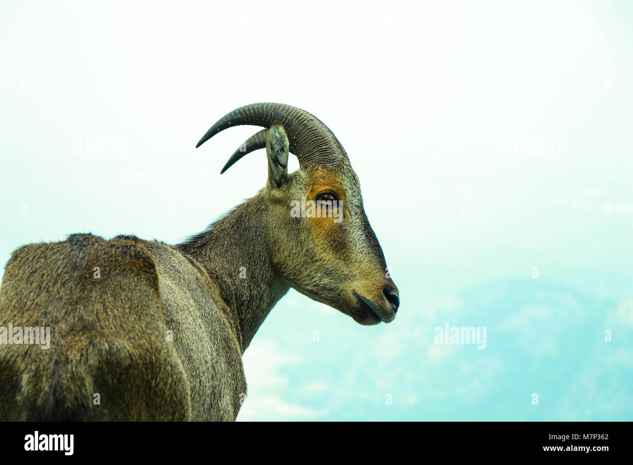 Neelagiri forest hi-res stock photography and images - Alamy