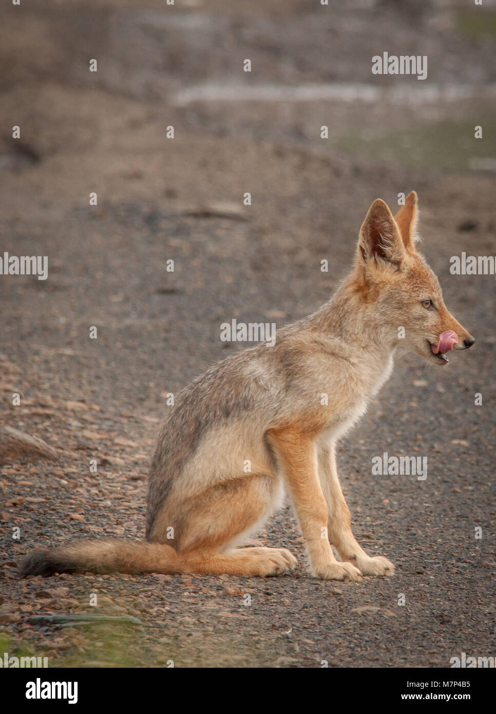 Black backed jackal teeth hi-res stock photography and images - Alamy