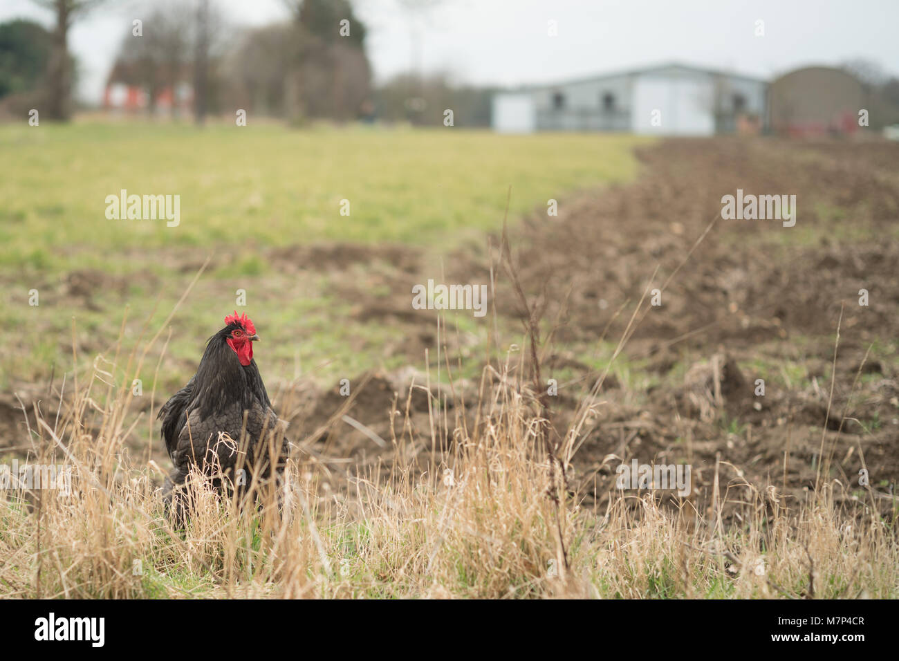 Free range Chicken in Field Stock Photo - Alamy